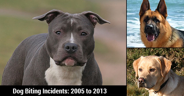 Archived: Pit Bulls Lead Biting Incidents Across U.S. Cities and ...