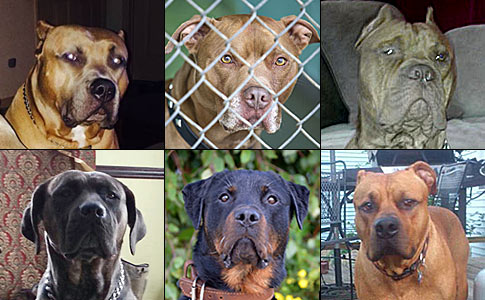 2014 Fatal Dog Attack Breed Identification Photographs - DogsBite Blog