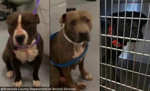 2019 Dog Bite Fatality: Woman in Anza Pit Bull Attack Dies of Injuries ...