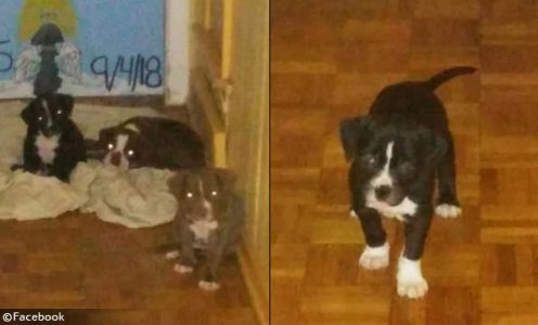 2020 Dog Bite Fatality: Three Relatives Indicted After Woman Killed by ...