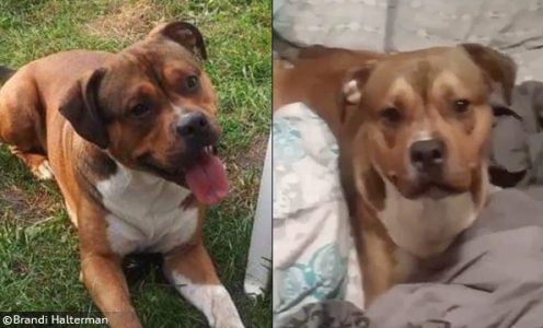 2020 Fatal Dog Attack Breed Identification Photographs - DogsBite Blog