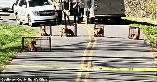 2023 Dog Bite Fatality: Dog Pack Kills 74-Year Old Man in Jefferson County, Alabama - DogsBite Blog