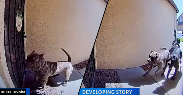 2023 Dog Bite Fatality: Modesto Woman, 93, Dies After Brutal Attack by a Pair of Cane Corsos ...