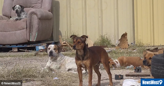 Coroner: Dead Before Mauling - Man Found Dead Could be Result of Dog ...