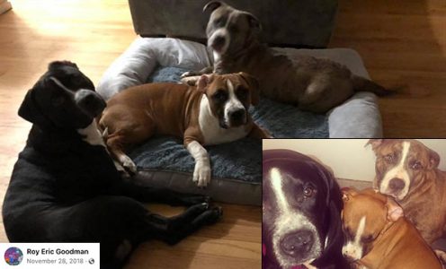 2024 Dog Bite Fatality: Man Sustains Devastating Injuries in Detroit ...