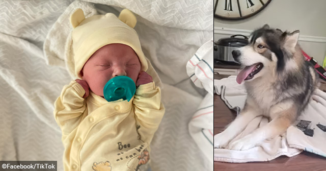 2024 Dog Bite Fatality: 4-Day Old Newborn Dead After 'Apparent Dog Bite' from Husky in Greene ...