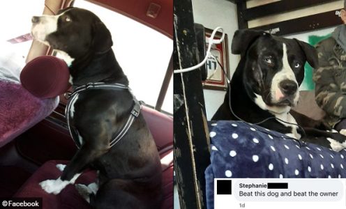 2024 Dog Bite Fatality: Newborn Dies After Being Bitten by Family Dog in Torrance, California ...