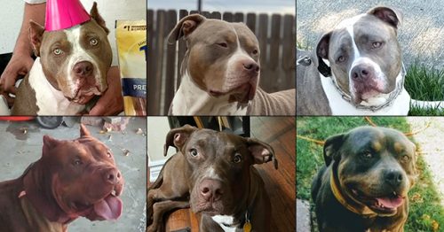 Pit Bull Identification Archives - DogsBite Blog
