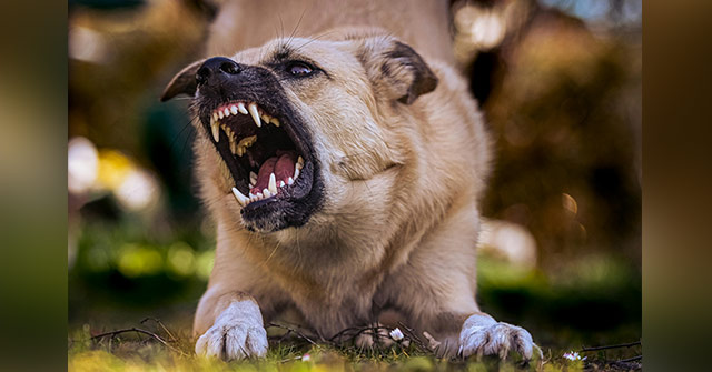 The "Vicious Dog Owner Loop" – Explained Simply - DogsBite Blog